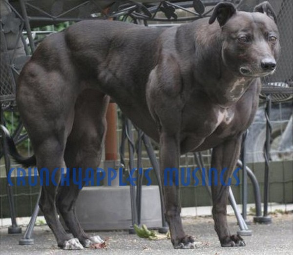 CrunchyApple's Musings: Dogs On Steroid